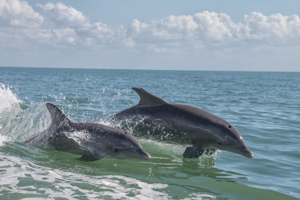 Where are the Best Places to See Dolphins in Florida? - The Family ...