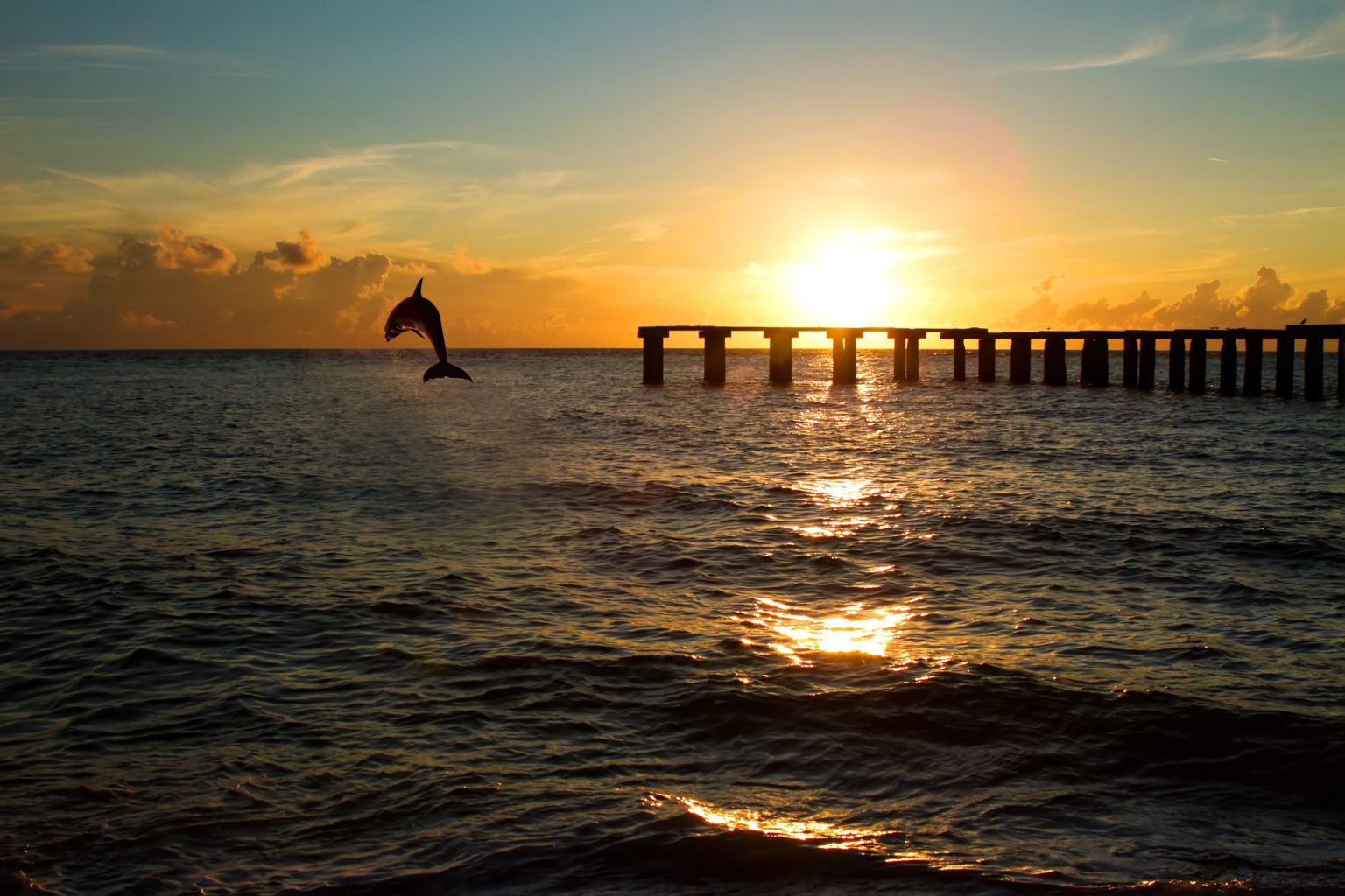Where are the Best Places to See Dolphins in Florida? - The Family ...