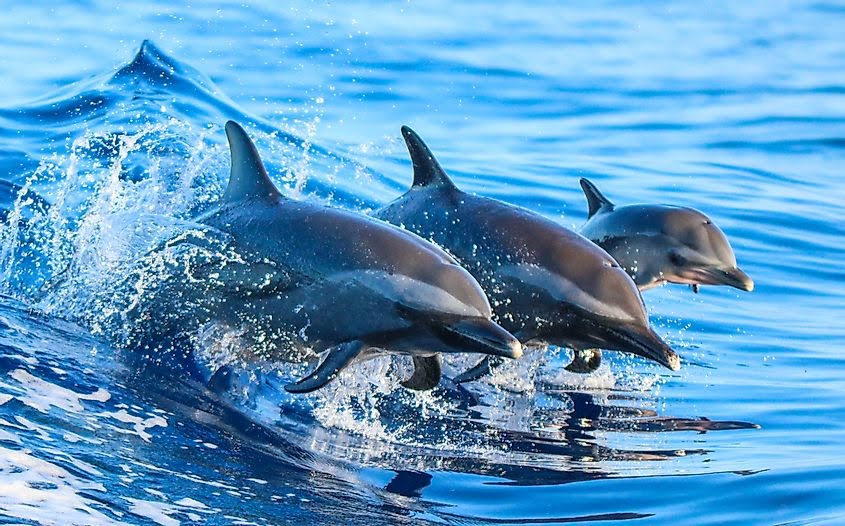 Where Can You Swim With Dolphins in Hawaii? - The Family Vacation Guide