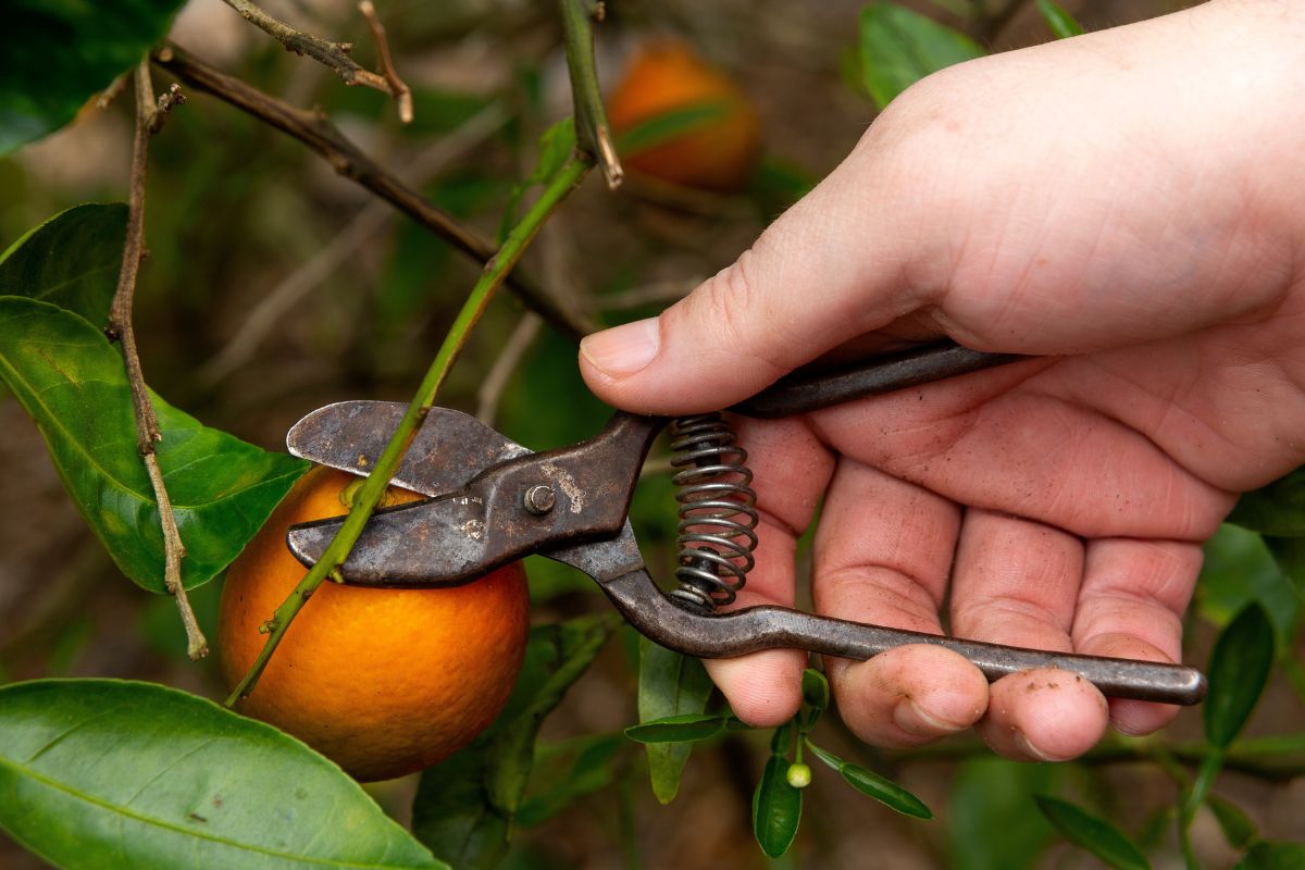 12 of the Best Spots for Orange Picking in Florida - The Family ...