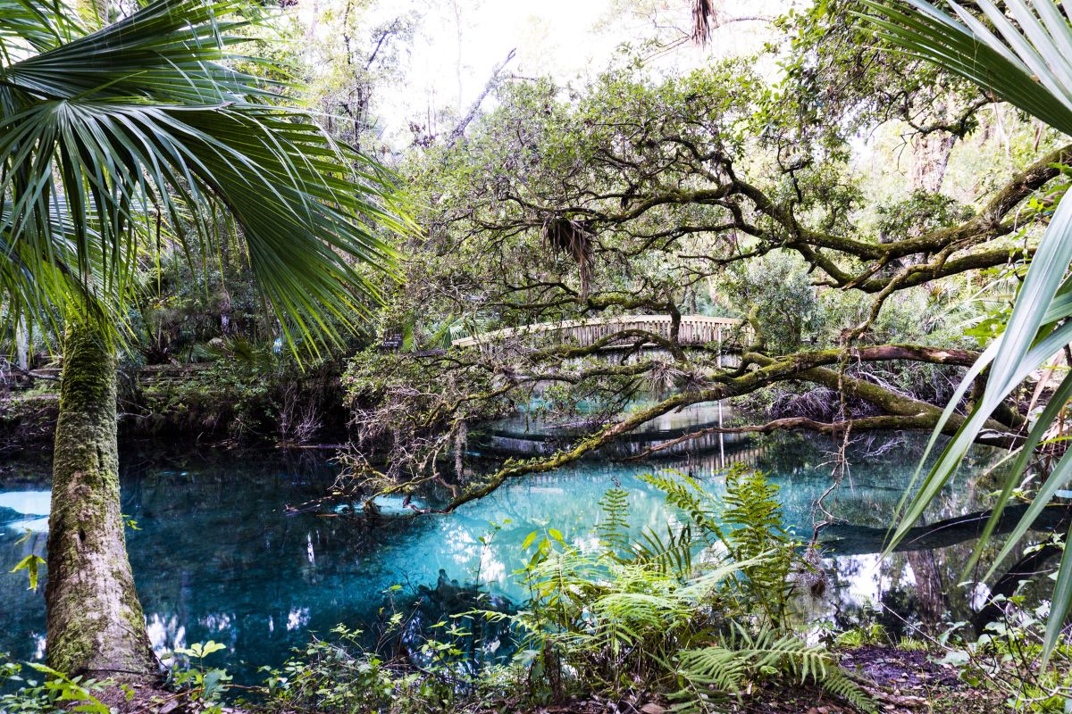 8 of the Best Ocala Springs You Need to Visit - The Family Vacation Guide